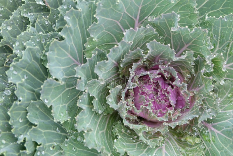 Green Cabbage Core with Purple in a Vegetable Garden. Stock Image ...