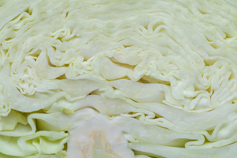 Green Cabbage Cross-section Texture with Tightly Packed and Very Pale ...