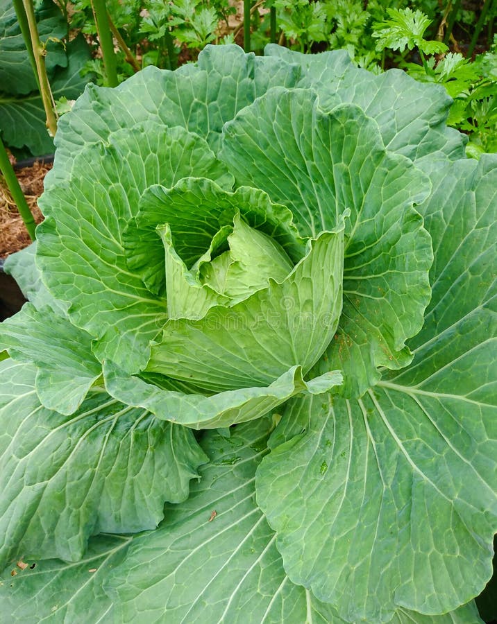 Green Cabbage or Cruciferae in the Organic Plots. Stock Photo - Image ...