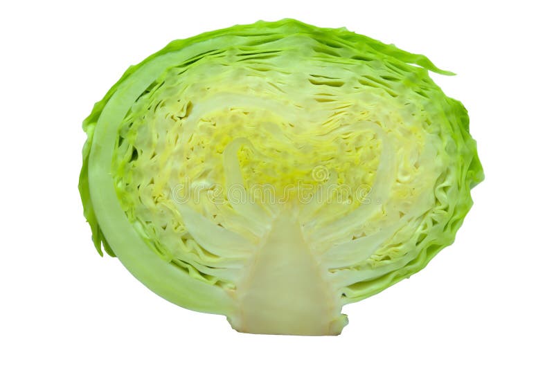 Green cabbage cut in half stock photo. Image of cabbage - 104408306