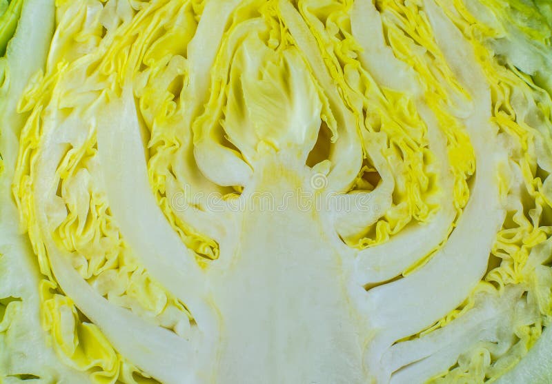 Green Cabbage Cutting in Half, Inside Texture Background. Close Up ...