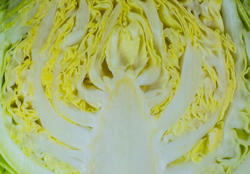 Green Cabbage Cutting in Half, Inside Texture Background. Close Up ...
