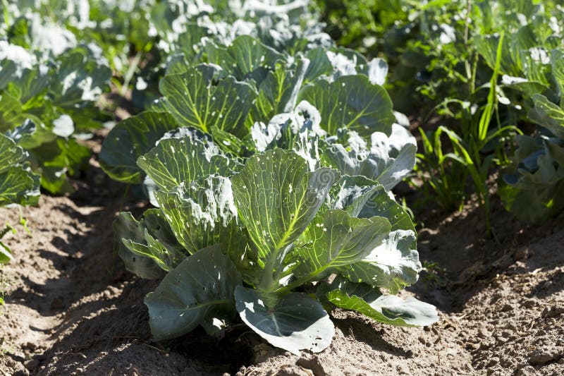Green cabbage in a field stock image. Image of nature - 68956119