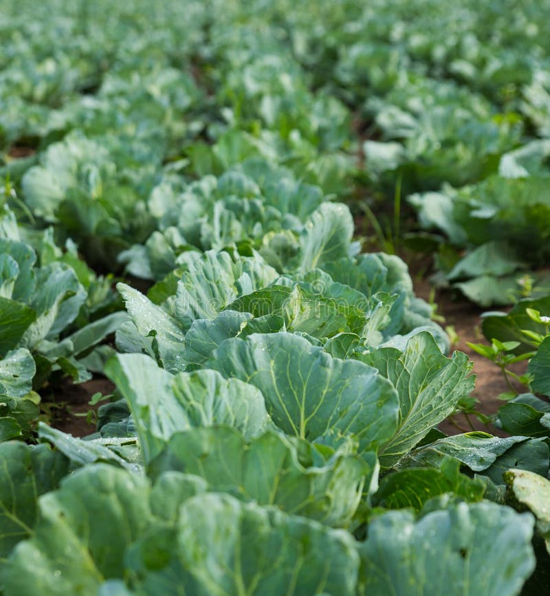 Green Cabbage Field stock image. Image of food, crop - 138698631