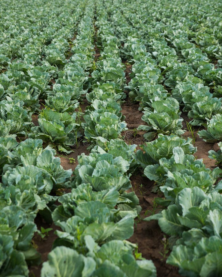 Green Cabbage Field stock photo. Image of leaf, objects - 138698714