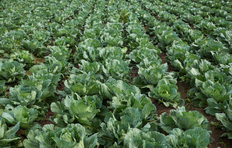 Green Cabbage Field stock photo. Image of leaf, india - 138698736
