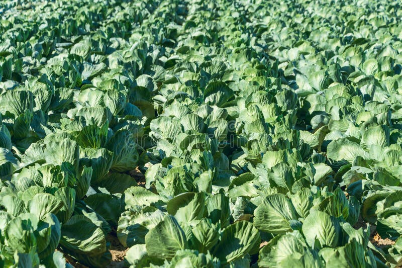 Green Cabbage Field. Growing Vegetables Stock Image - Image of harvest ...