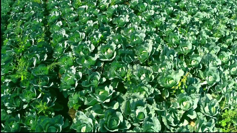 Green Cabbage Field Inside a Greenhouse, Sunlight Shining on Leaves ...