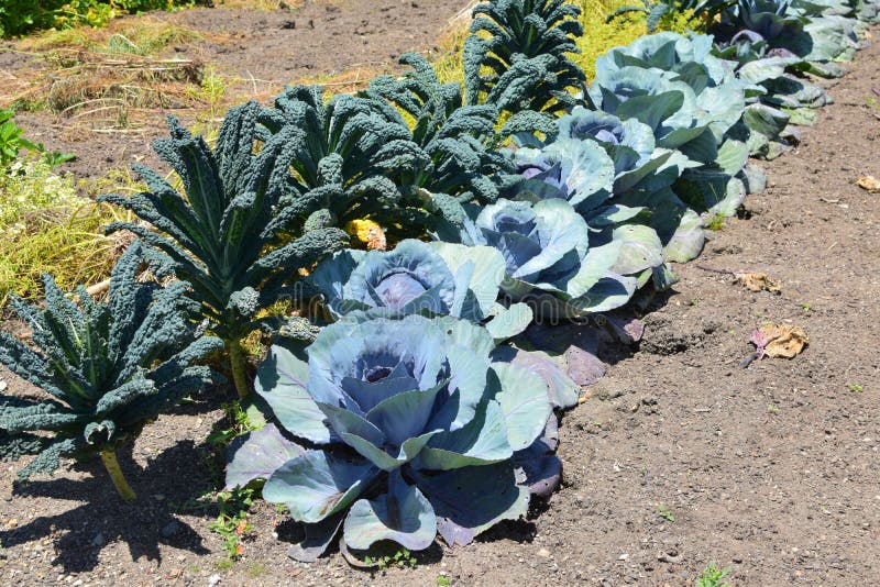 Cabbage Growing on the Ground Stock Photo - Image of cabbage, food ...