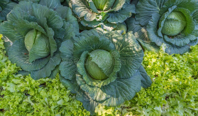 Green Cabbage Growing on the Ground. Stock Photo - Image of diet, group ...