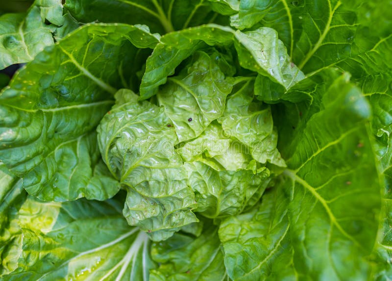 Green Cabbage Growing on the Ground. Stock Image - Image of fresh, crop ...