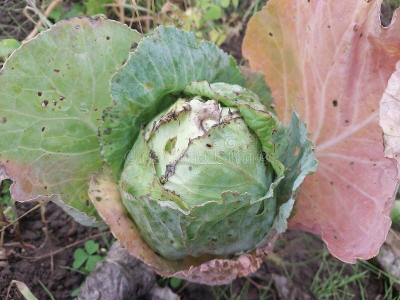 Green Cabbage Grown in the Garden Stock Image - Image of foliage, lush ...