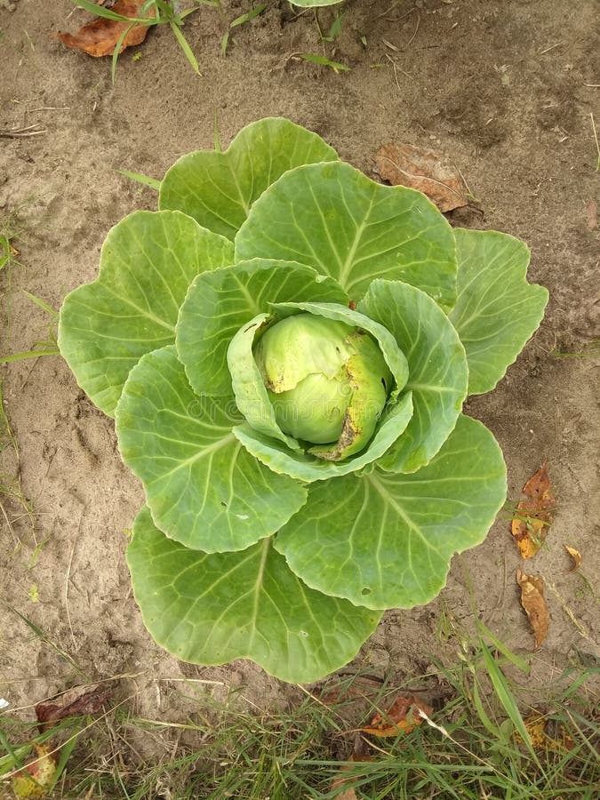 Green Cabbage Grows in the Garden Stock Photo - Image of grows ...