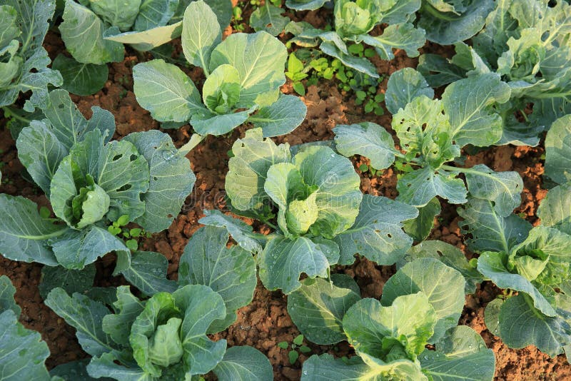 Green cabbage in growth stock image. Image of organic - 68078043