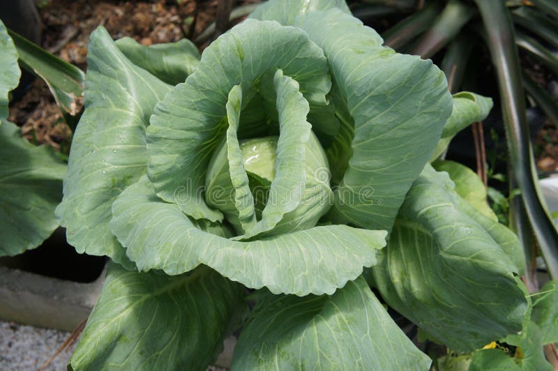 Cabbage or Headed Cabbage Leafy Green Annual Vegetable Crop Already ...