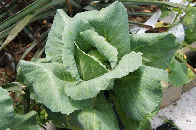 Cabbage or Headed Cabbage Leafy Green Annual Vegetable Crop Already ...