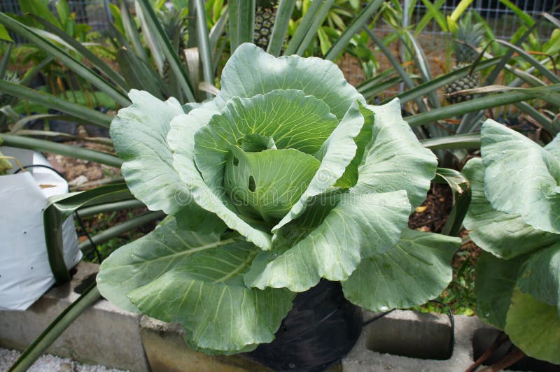 Cabbage or Headed Cabbage Leafy Green Annual Vegetable Crop Already ...