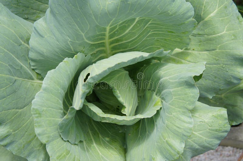 Cabbage or Headed Cabbage Leafy Green Annual Vegetable Crop Already ...