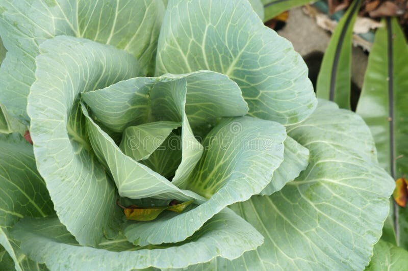 Cabbage or Headed Cabbage Leafy Green Annual Vegetable Crop Already ...