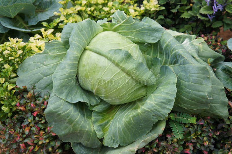 Cabbage or Headed Cabbage Leafy Green Annual Vegetable Crop Already ...