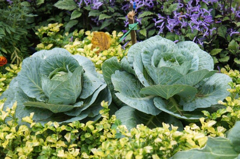 Cabbage or Headed Cabbage Leafy Green Annual Vegetable Crop Already ...