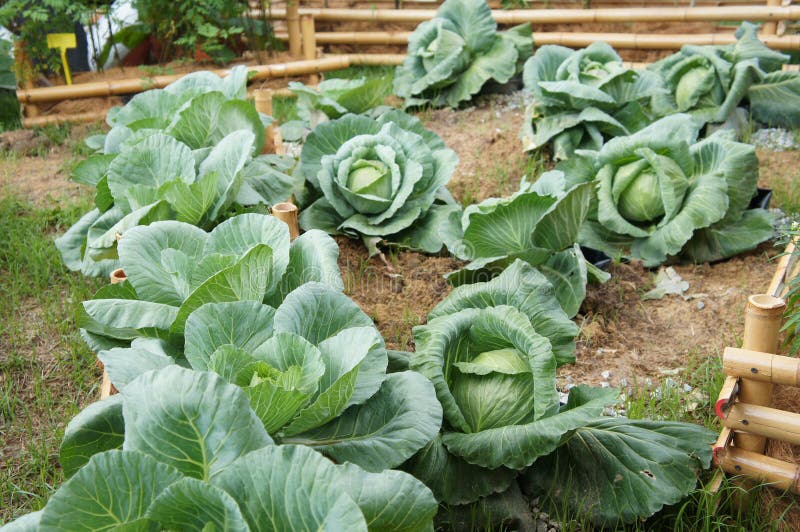 Cabbage or Headed Cabbage Leafy Green Annual Vegetable Crop Already ...