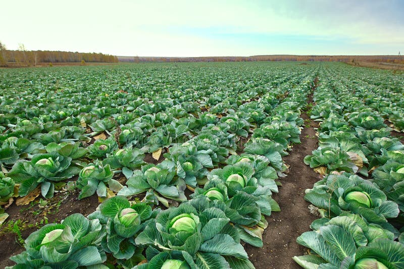 Green Cabbage Heads in a Cabbage Field in Autumn, in the Open Ground ...