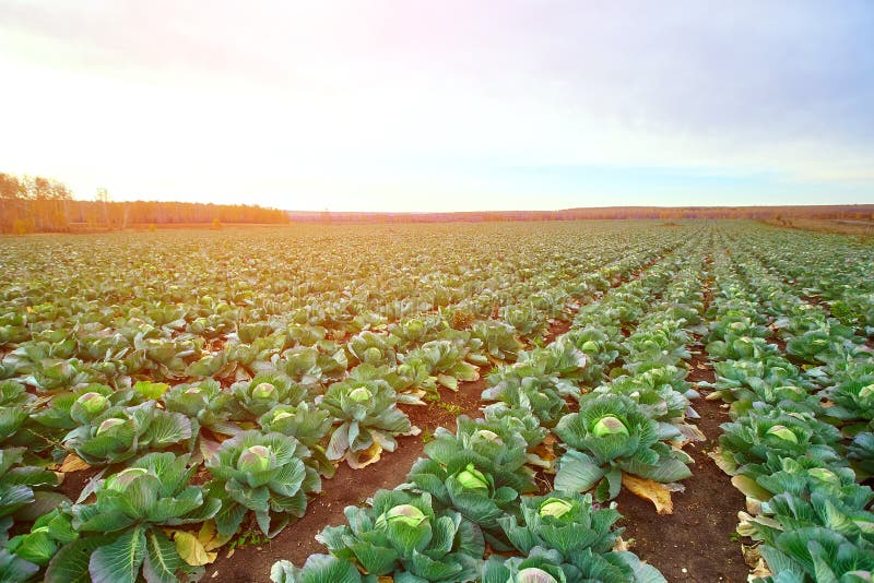 Green Cabbage Heads in a Cabbage Field in Autumn, in the Open Ground ...
