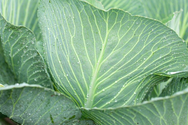 Green Cabbage with Open Leaves in the Garden. Stock Photo - Image of ...