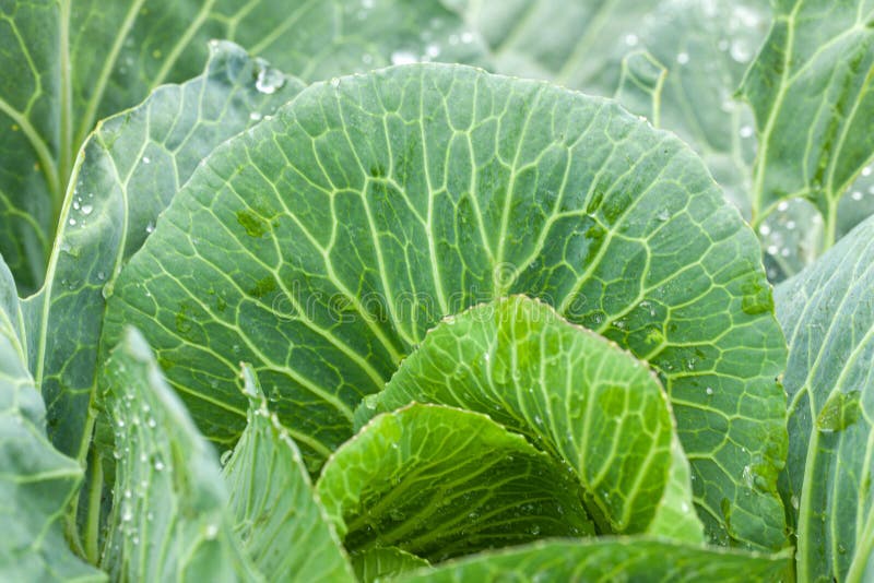 Green Cabbage with Open Leaves in the Garden. Stock Photo - Image of ...