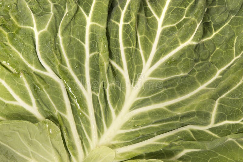 Green cabbage leaf stock image. Image of fresh, plant - 112406017