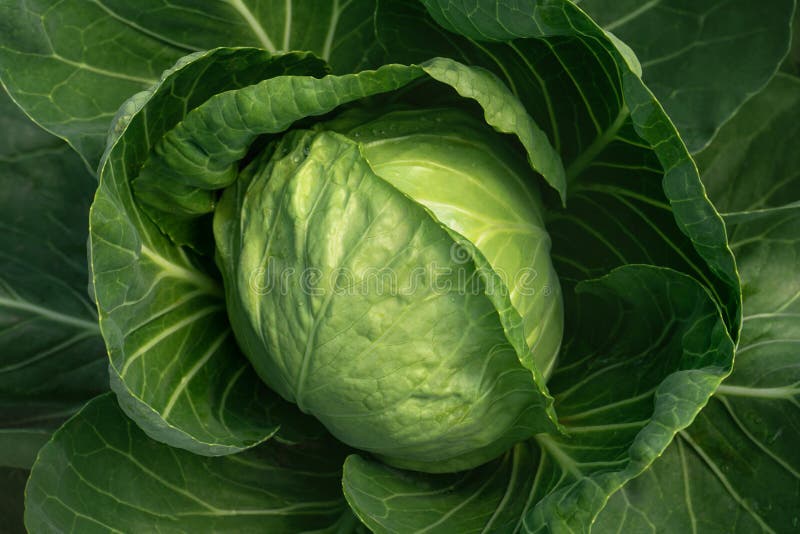 Green Cabbage with Leaves Growing Stock Photo - Image of food, natural ...