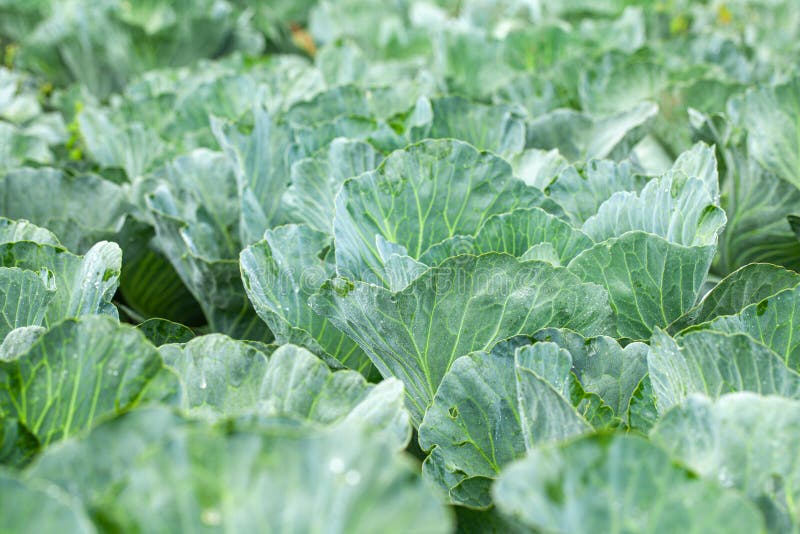 Green Cabbage with Open Leaves in the Garden Stock Photo - Image of ...