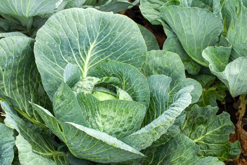 Green Cabbage with Open Leaves in the Garden. Stock Photo - Image of ...