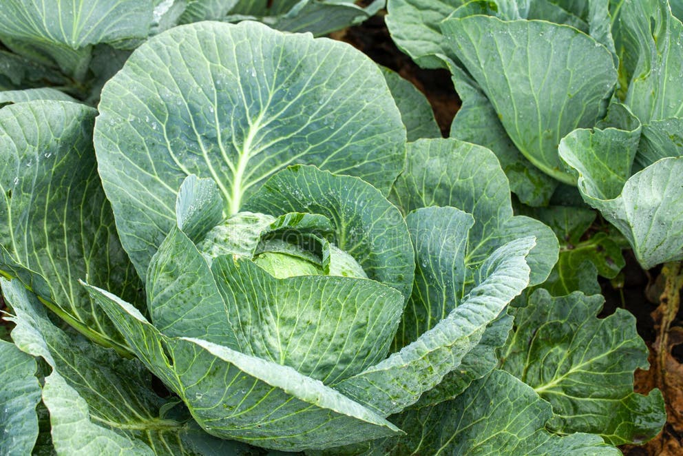 Green Cabbage with Open Leaves in the Garden. Stock Photo - Image of ...