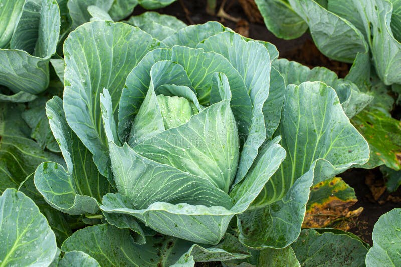 Green Cabbage with Open Leaves in the Garden. Stock Photo - Image of ...
