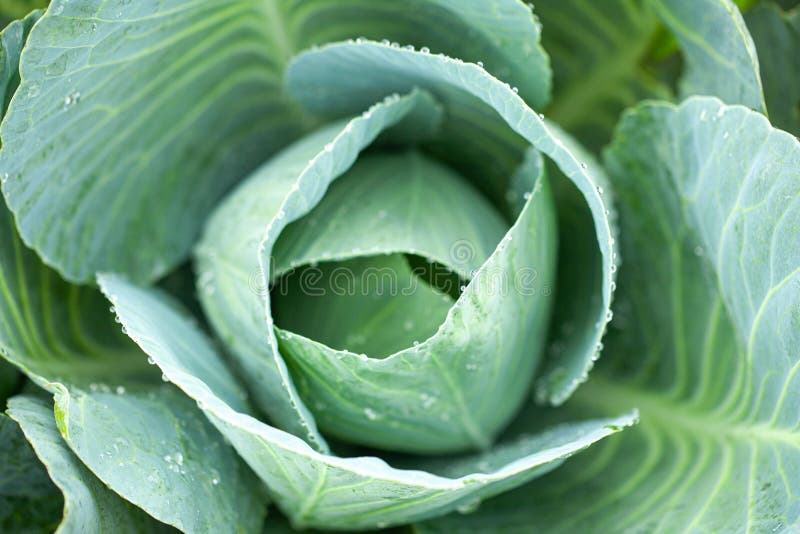 Green Cabbage with Open Leaves in the Garden, Top View Stock Image ...