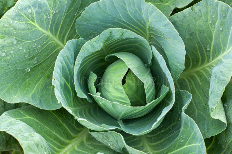 Green Cabbage with Open Leaves in the Garden, Top View Stock Image ...