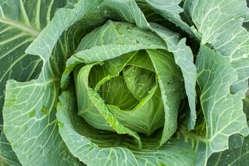 Green Cabbage with Open Leaves in the Garden, Top View. Stock Photo ...