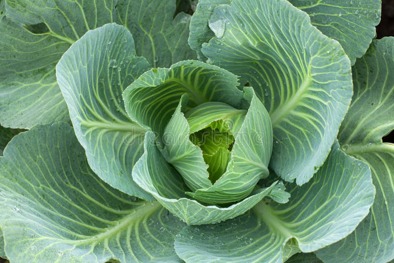 Green Cabbage with Open Leaves in the Garden, Top View. Stock Image ...