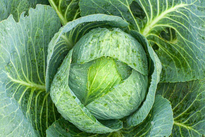 Green Cabbage with Open Leaves in the Garden, Top View. Stock Photo ...