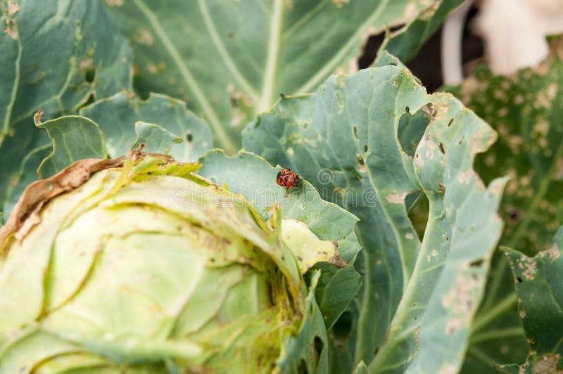 Green Cabbage with Pests in a Garden Stock Photo - Image of organic ...