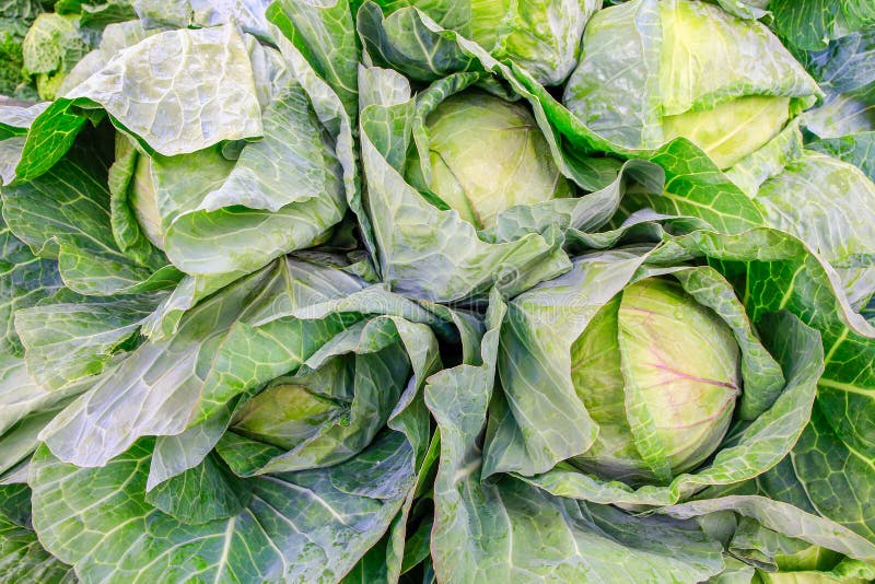 Green Cabbage Plants As Vegetable on Market Stock Photo - Image of ...