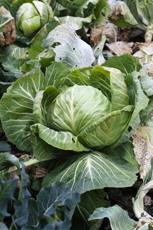 Green Cabbage Plants and Leaves Growing Garden Stock Image - Image of ...