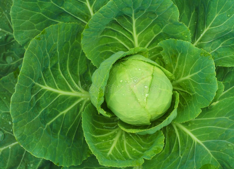 Green cabbage after rain stock photo. Image of green - 97193912