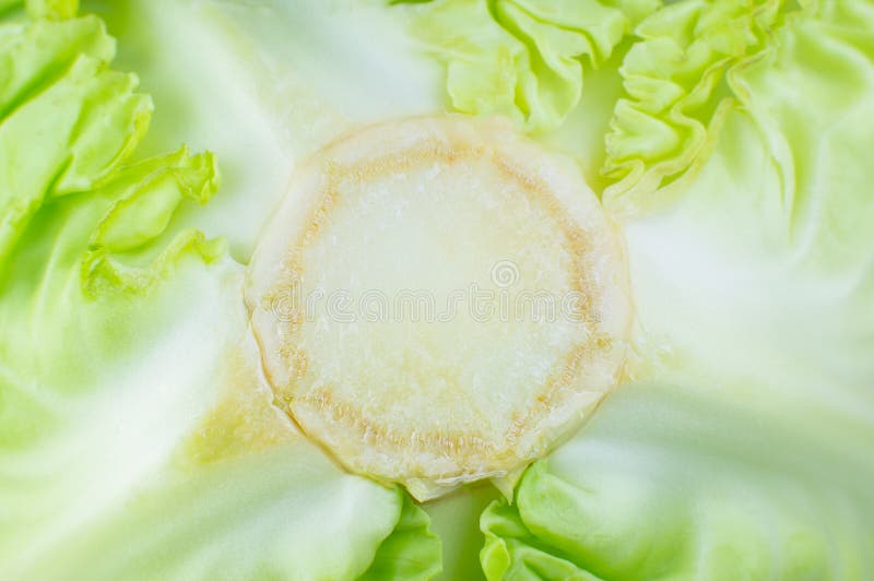 Green Cabbage Texture Background. Close Up Stock Image - Image of food ...