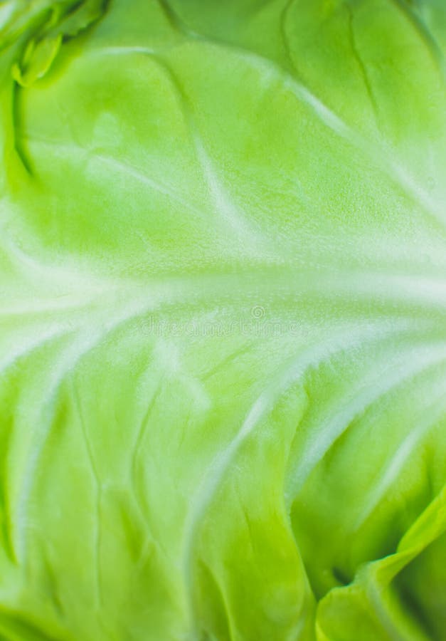 Green Cabbage Texture Background. Close Up Stock Image - Image of ...