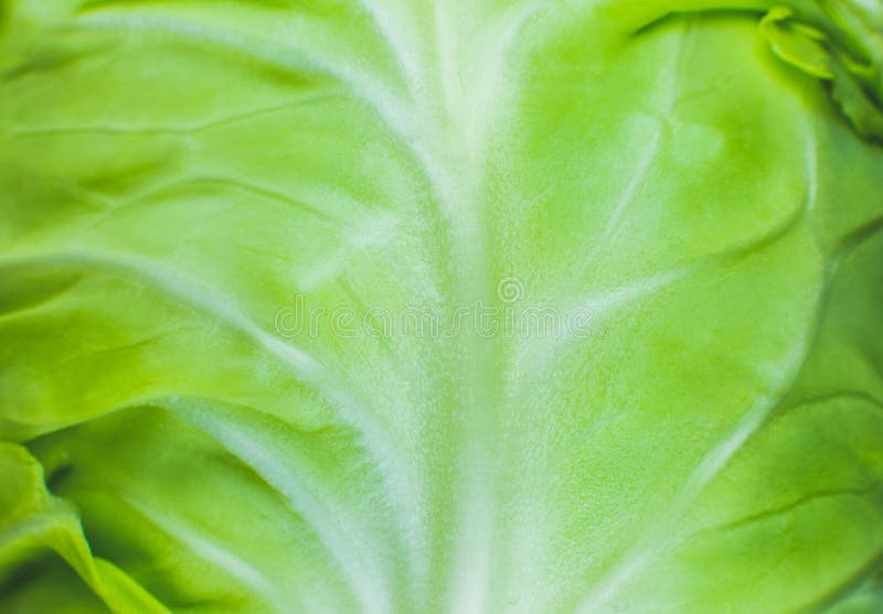 Green Cabbage Texture Background. Close Up Stock Image - Image of ...