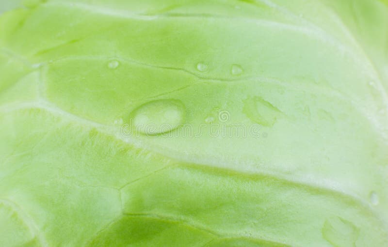 Green Cabbage Texture Background. Close Up Stock Photo - Image of ...