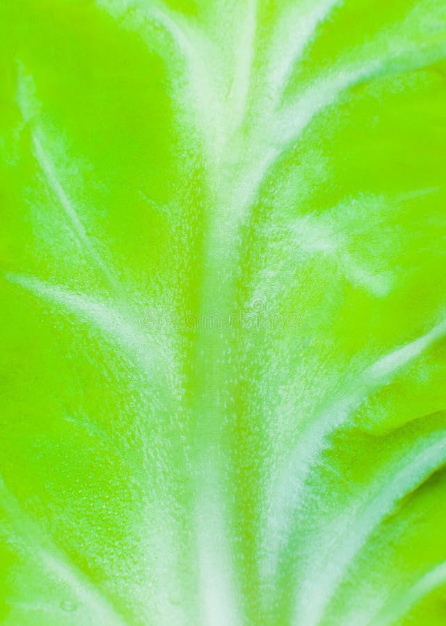 Green Cabbage Texture Background. Close Up Stock Photo - Image of ...